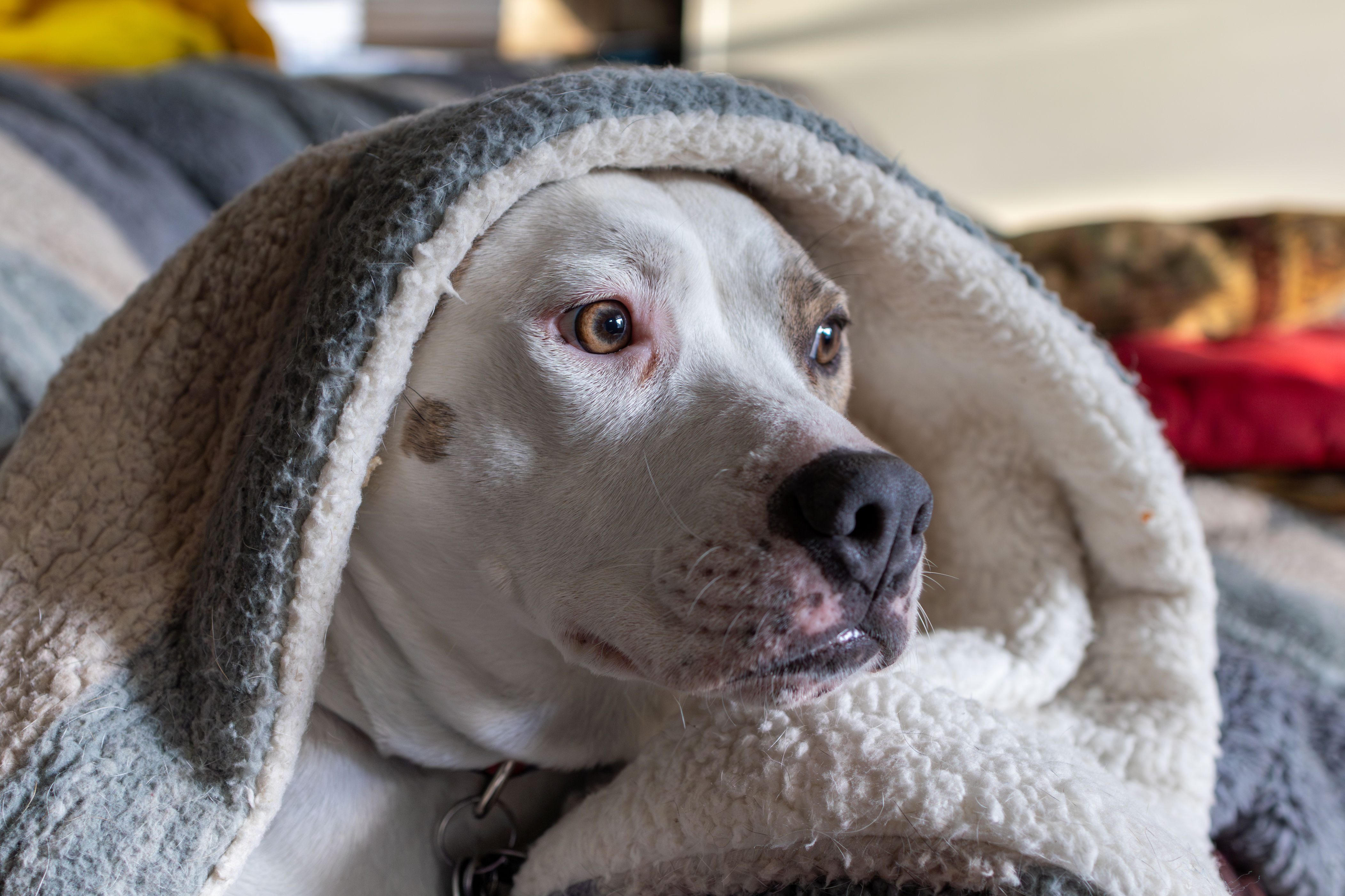 Woman can't explain why dog is always tucked in blanket—then she sees it