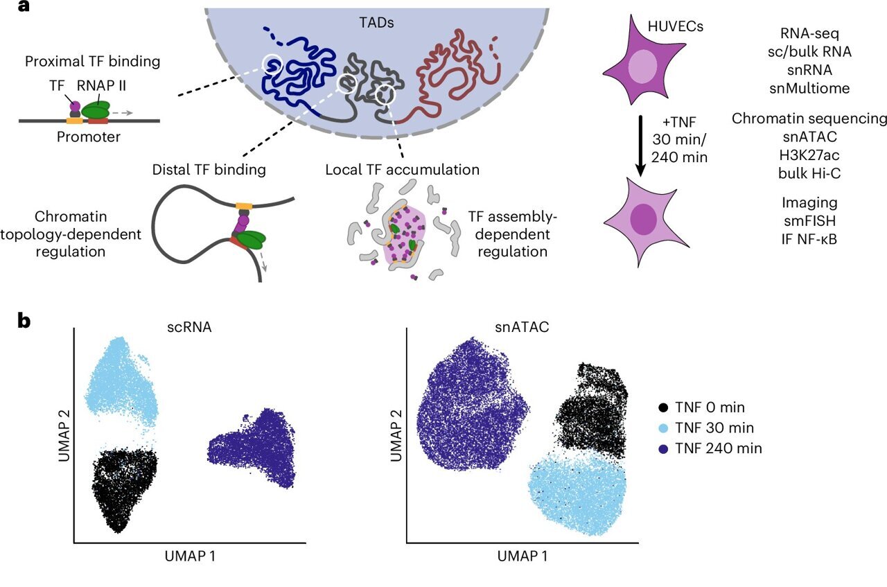 Cells use dual strategies to fine-tune inflammatory gene activation