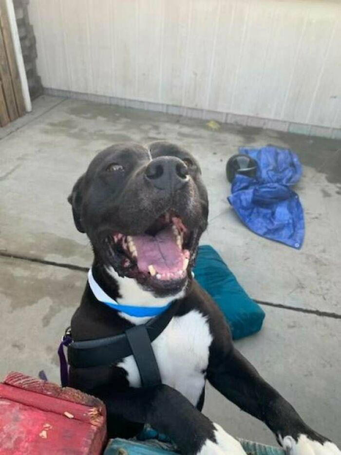 45 wholesome pics of rescue pets who just became someone’s family members