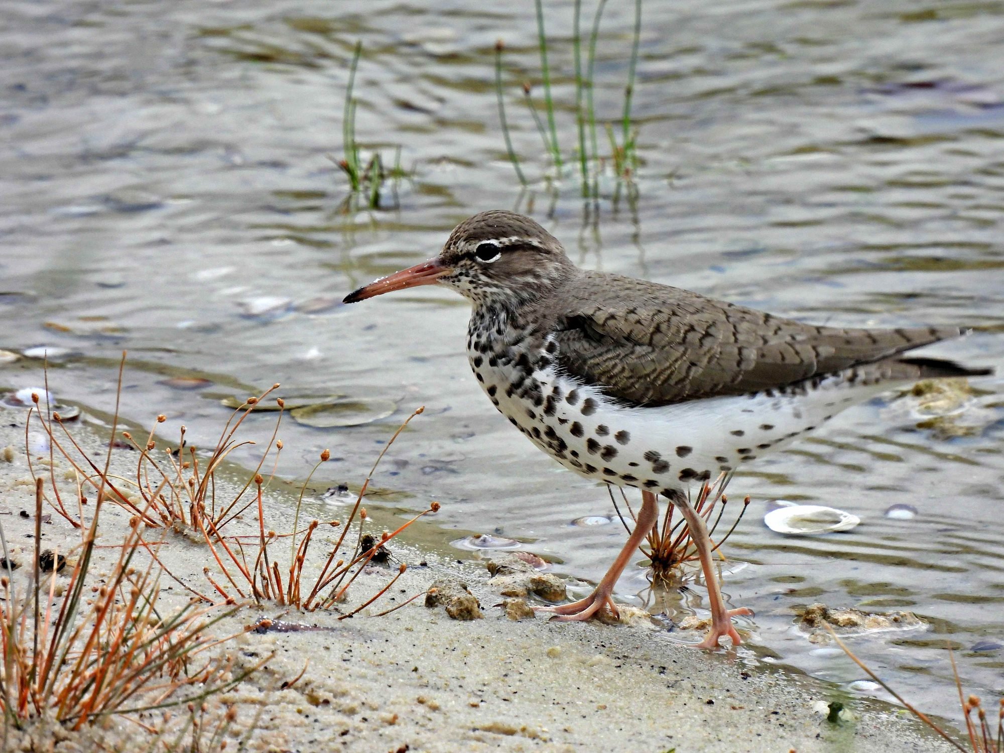 How to identify a spotted sandpiper