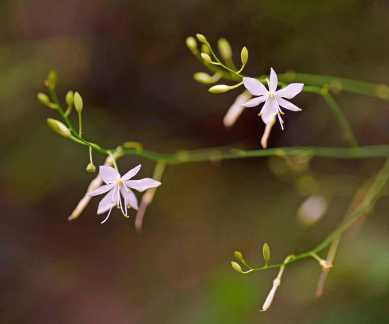Did you know spider plants have flowers? 3 determining factors