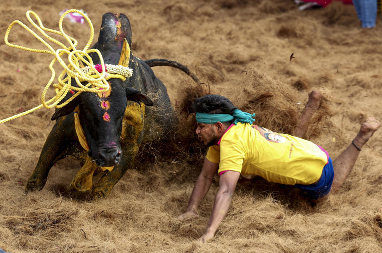 Palamedu jallikattu sees close contest, champion wins by one bull
