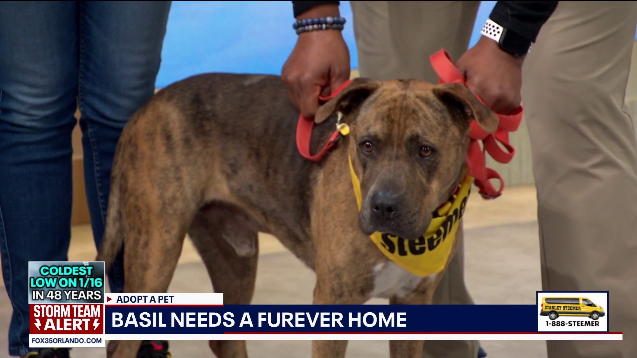 Adopt-a-Pet: Meet Basil