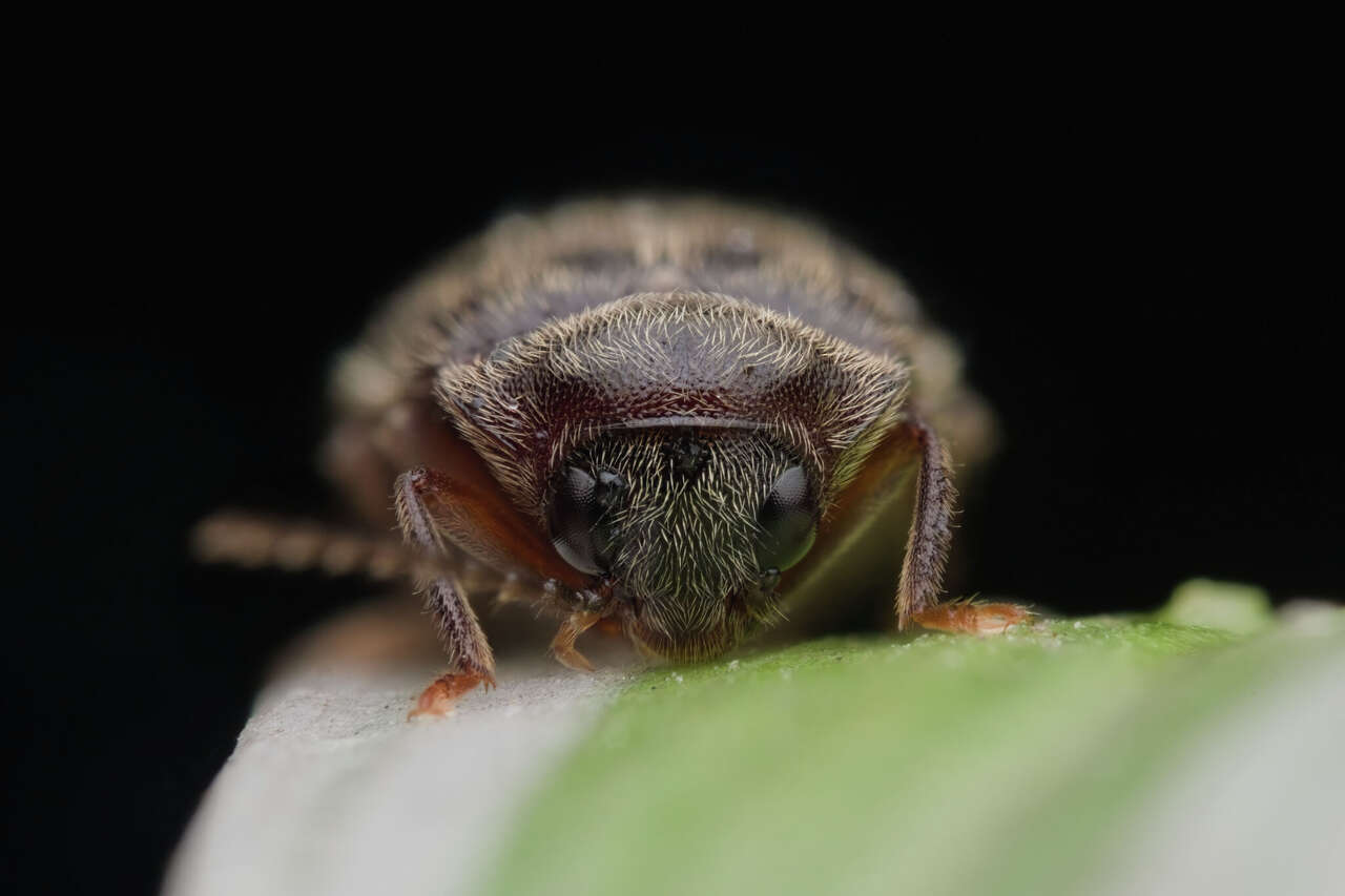 ‘World’s most destructive grain pest’ intercepted by CBP in Detroit