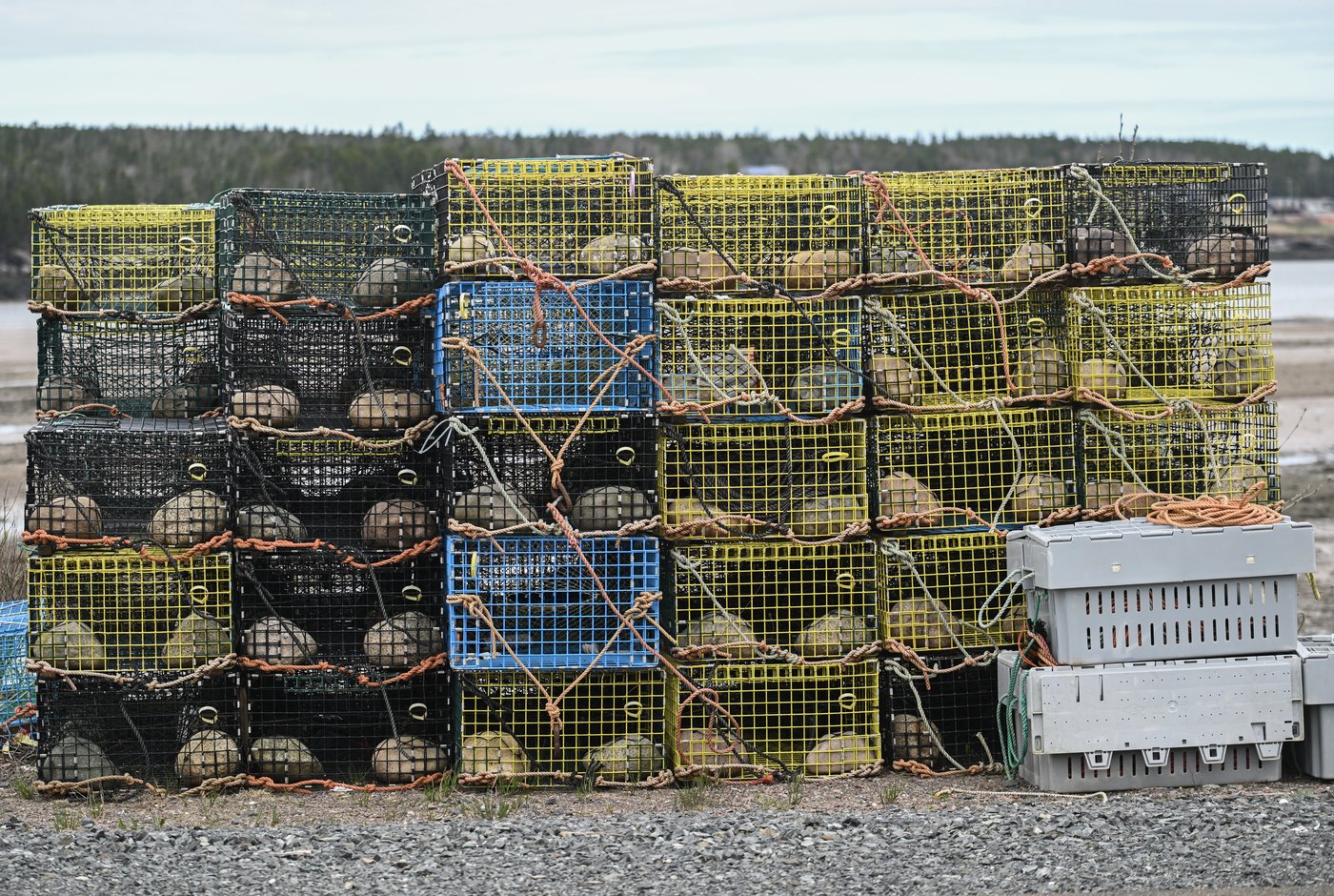 Nova Scotia lobster industry surprised, elated by suspension of Chinese ...