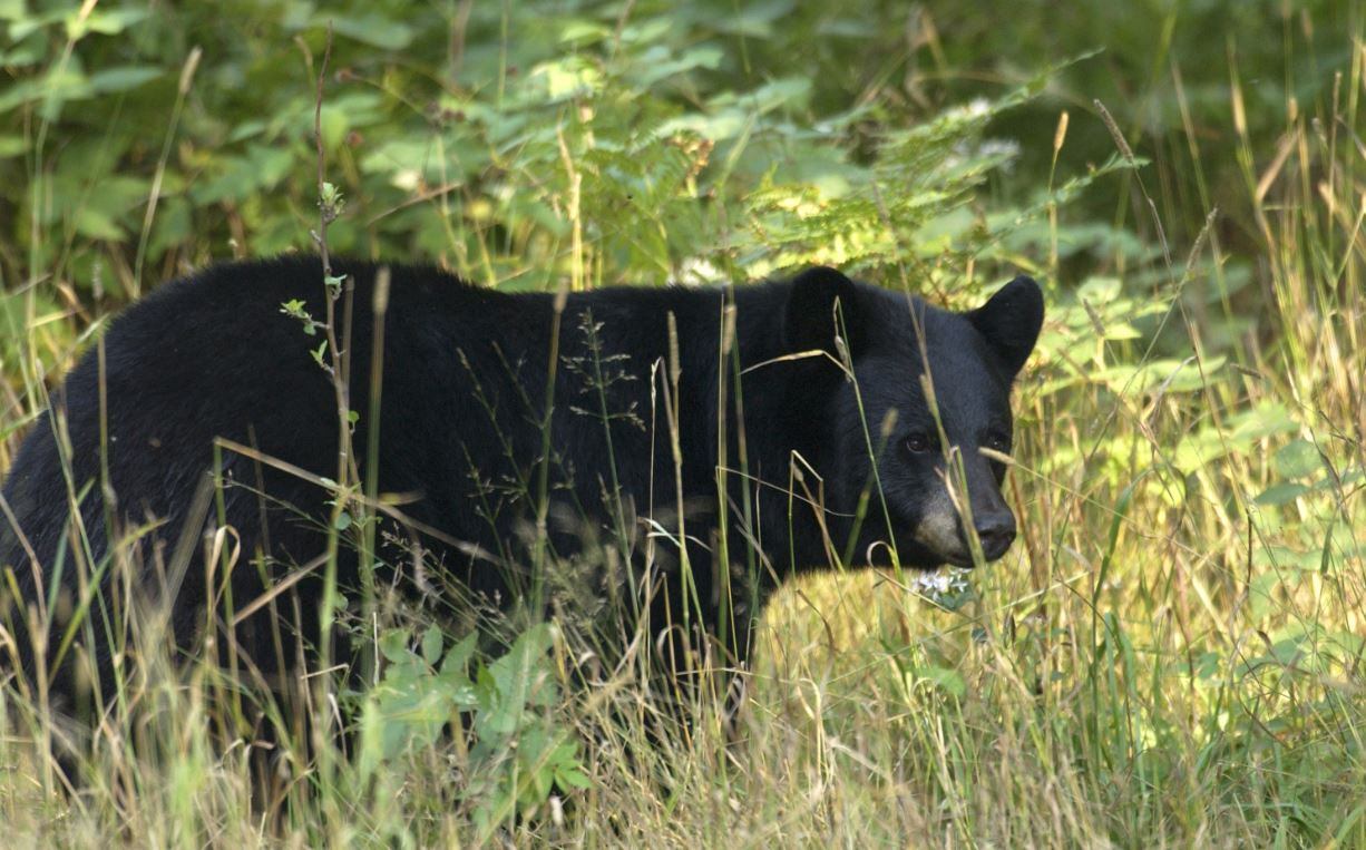 Delta County man could face criminal charges for killing bear with cubs