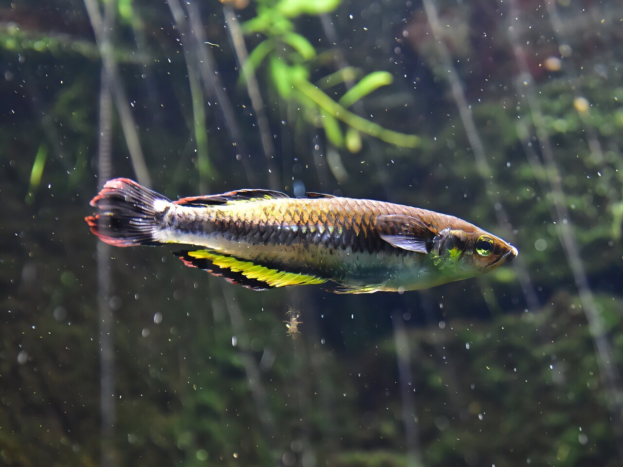 Australian freshwater fish like to dine out, relying on land-based food ...