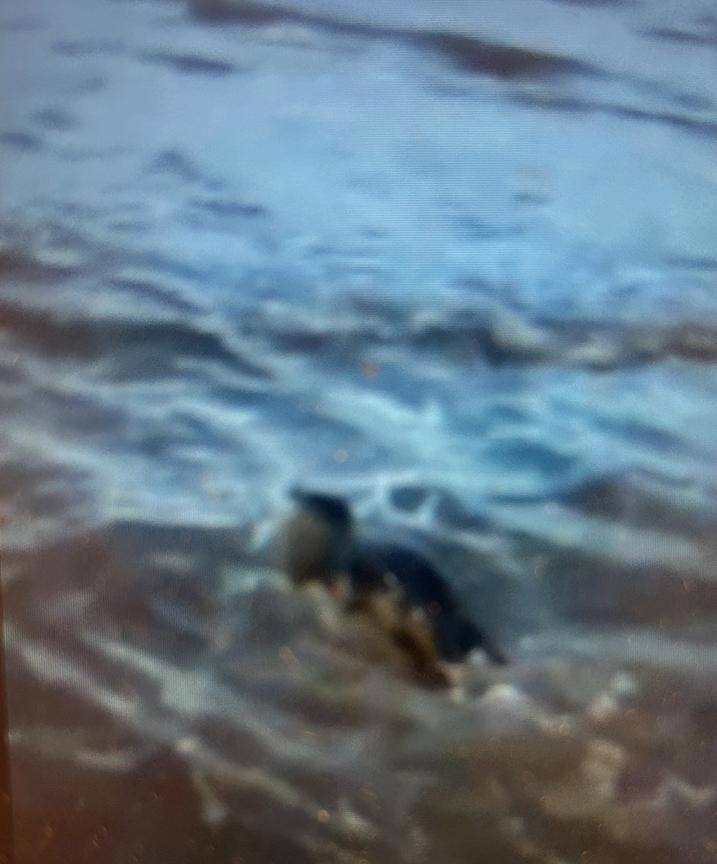 Watch adorable sea splashing about and having fun in the sea at ...