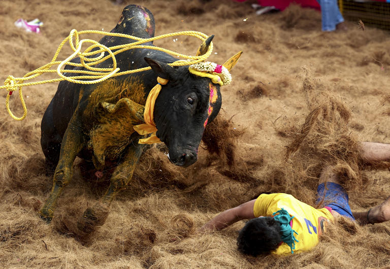 Palamedu jallikattu sees close contest, champion wins by one bull