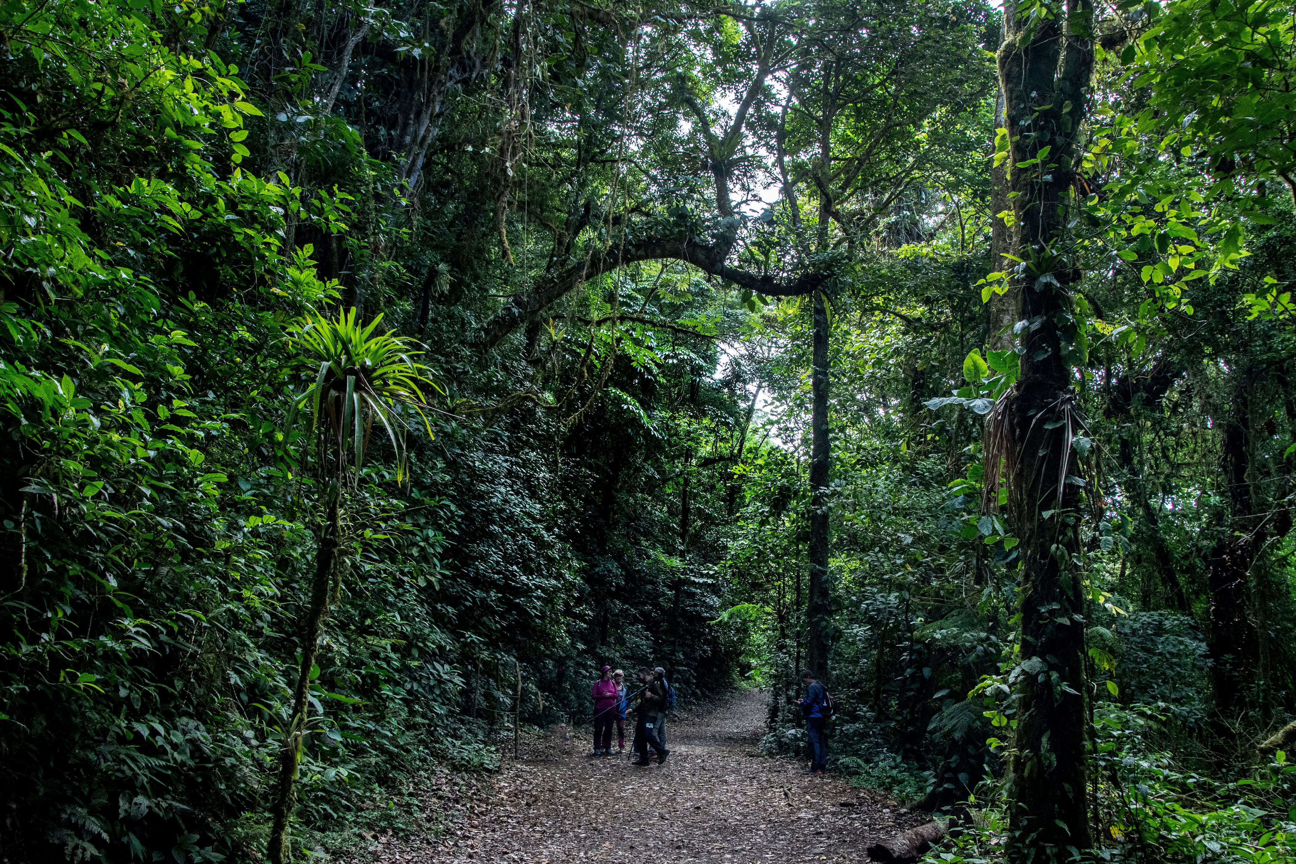 Can Costa Rica's cloud forests cope with climate change?