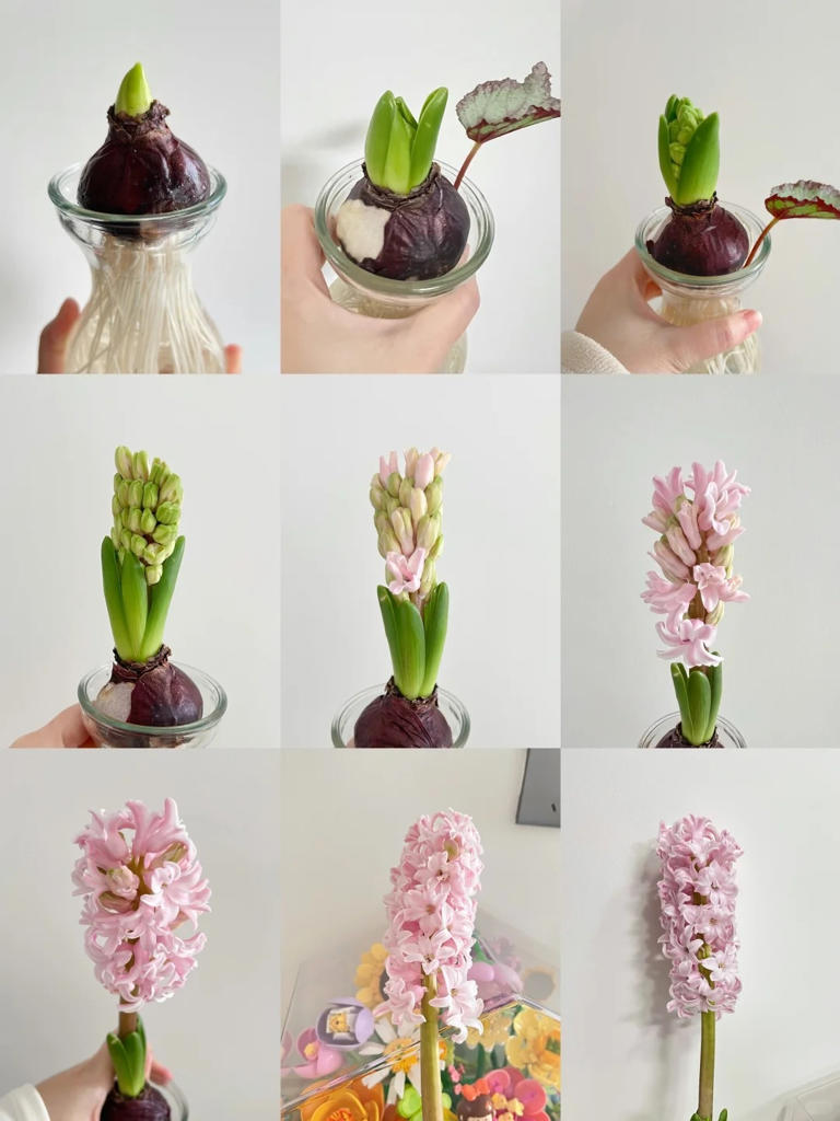 Tết này trồng hoa tiên ông vừa rực rỡ lại vừa ngát hương