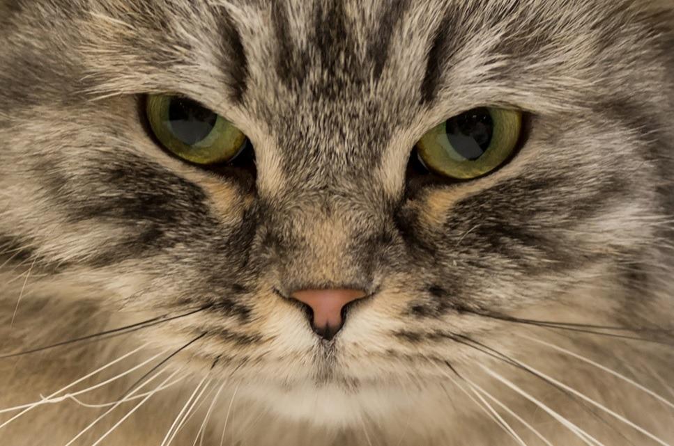 Calling all cat lovers - your feline friend could star in a Wakefield ...