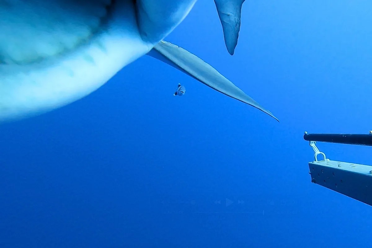These students dropped a baited camera deep into the Atlantic. All went ...