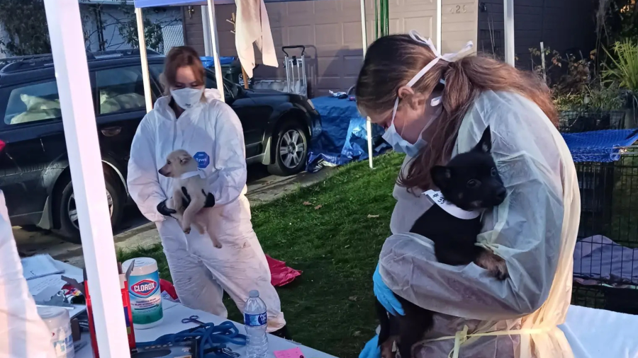 Dozens of neglected dogs found dead inside Oregon woman’s house