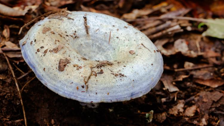 Kentucky may soon add an official state mushroom to its list of symbols