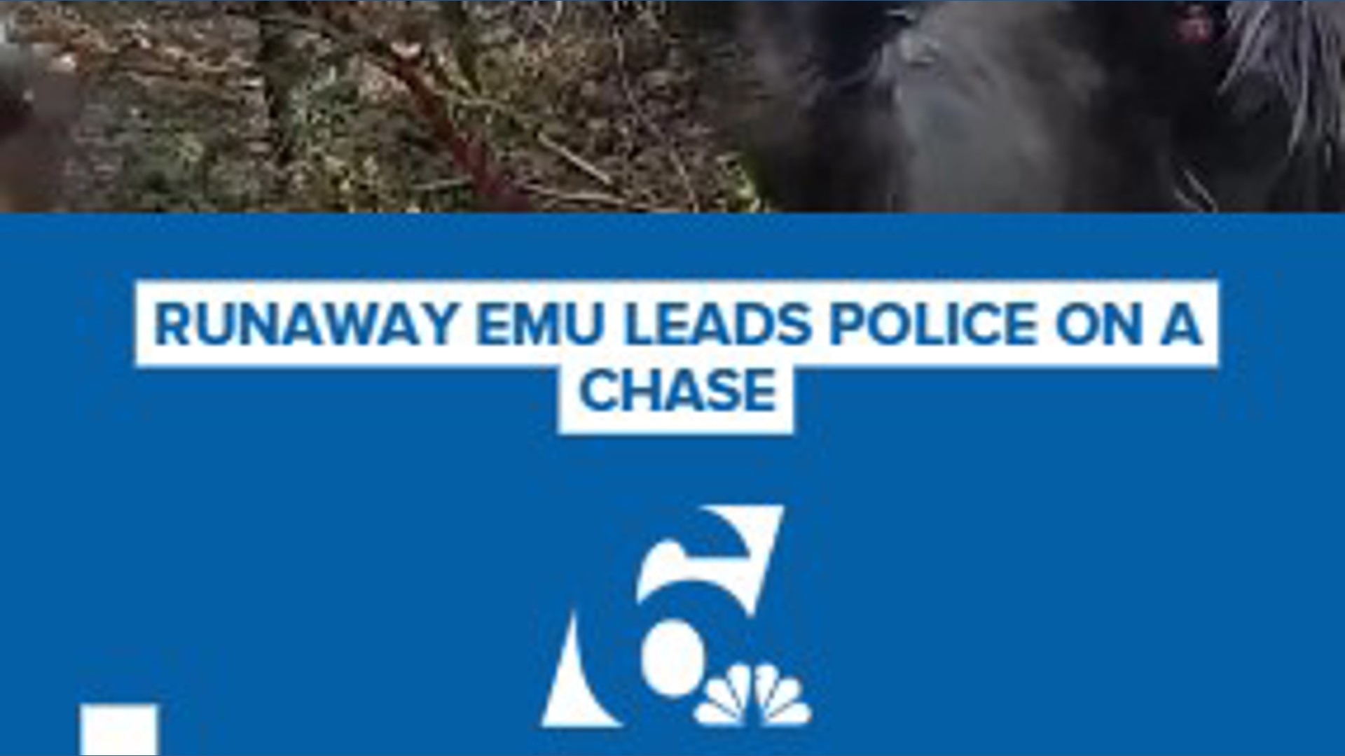 Body cam: Runaway emu leads authorities on a chase
