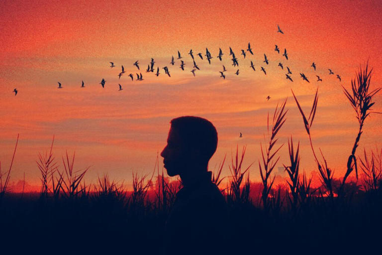 Why the viral bird theory has people arguing about shared human behavior