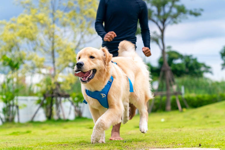 Loss of a pet can trigger prolonged grief similar to that caused by ...