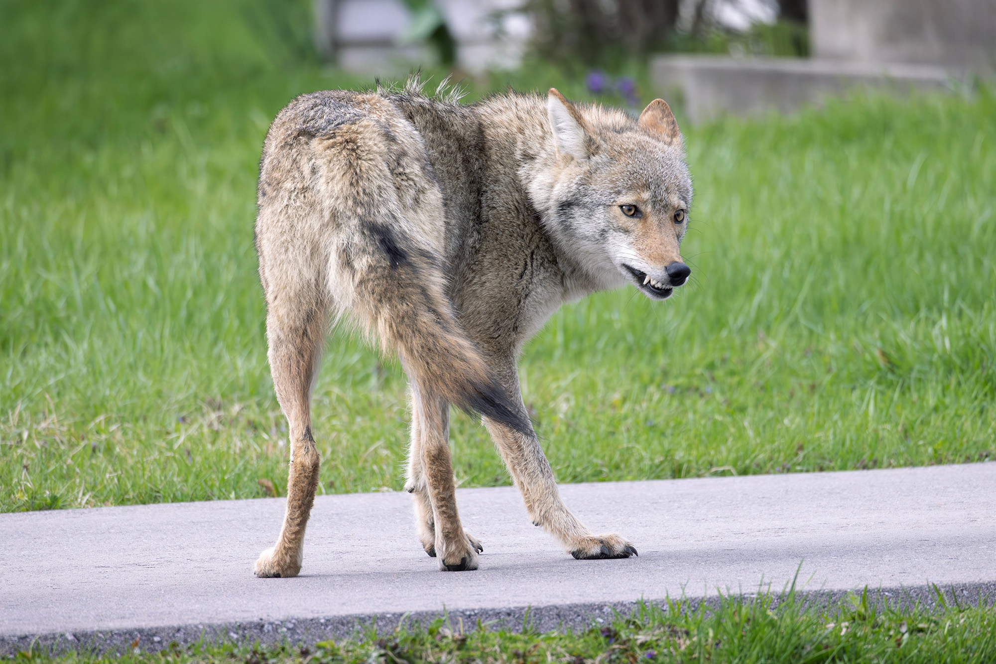 Small dog dragged into woods by 'aggressive' coyote in wealthy NJ enclave