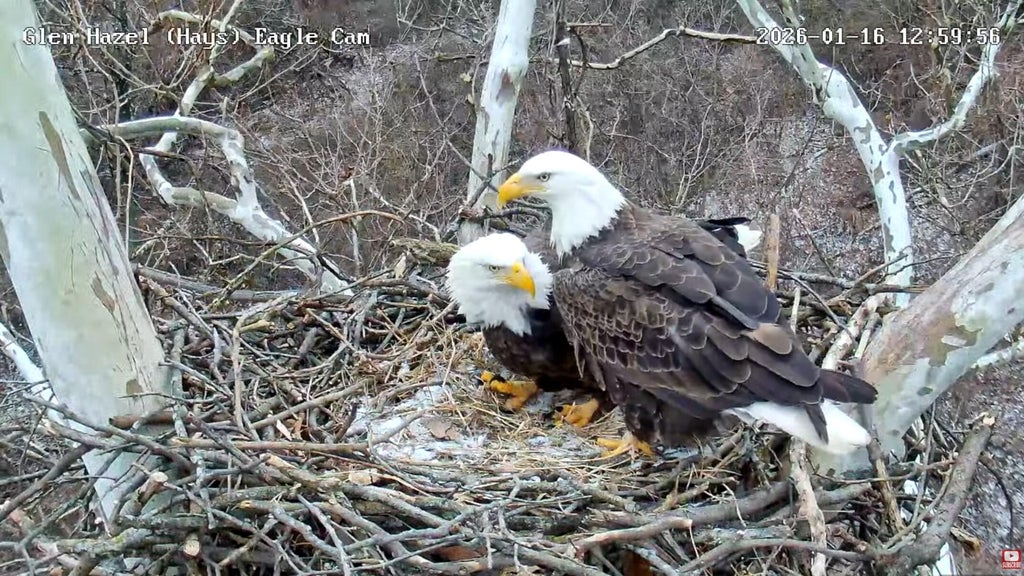 Camera installed at new nest of beloved Pittsburgh eagles