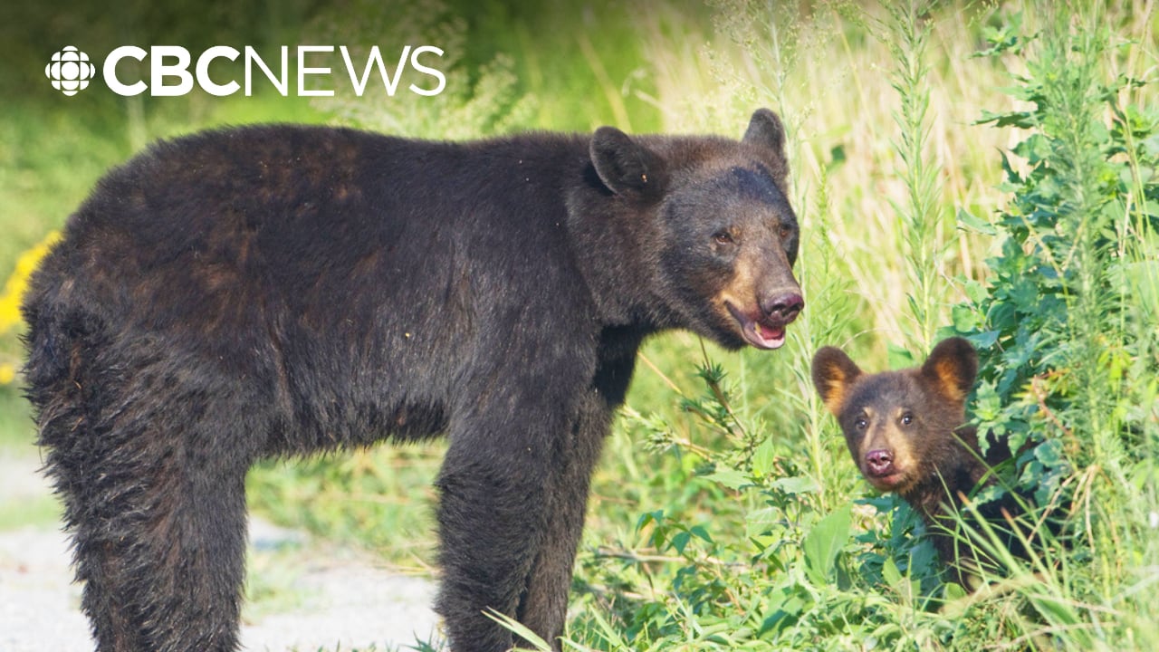 Province considering expansion of black bear hunting in BC