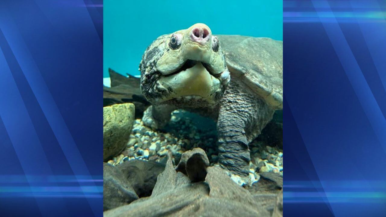 Bramble Park Zoo announces death of snapping turtle, Bowser
