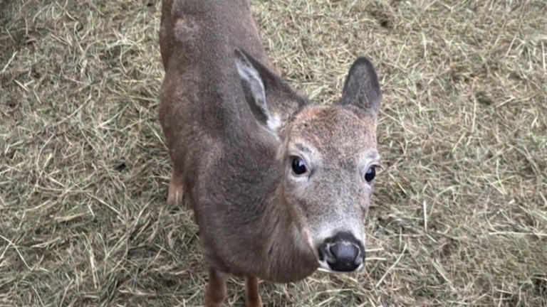 Animal sanctuary 'Cloa’s Ark' owner lawyers up after 300 animals seized ...