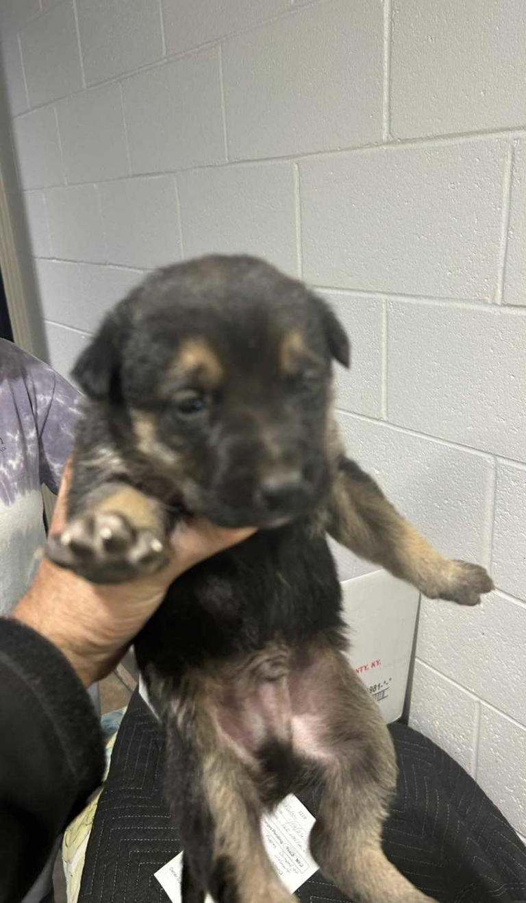 Police looking for man who abandoned puppies outside Walmart, officers say