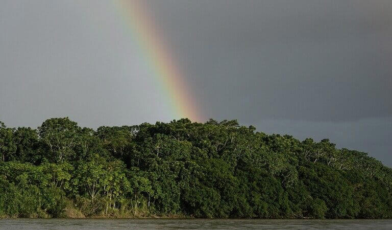Colombia poised for another drop in deforestation in 2025, data show