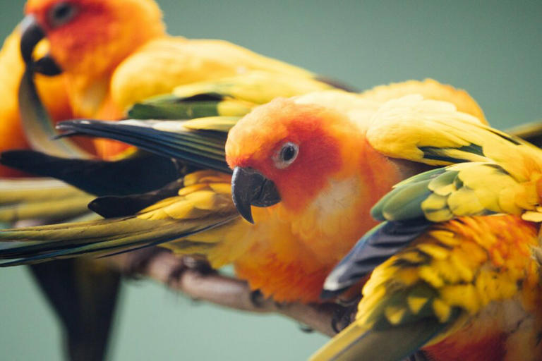 Why the viral bird theory has people arguing about shared human behavior