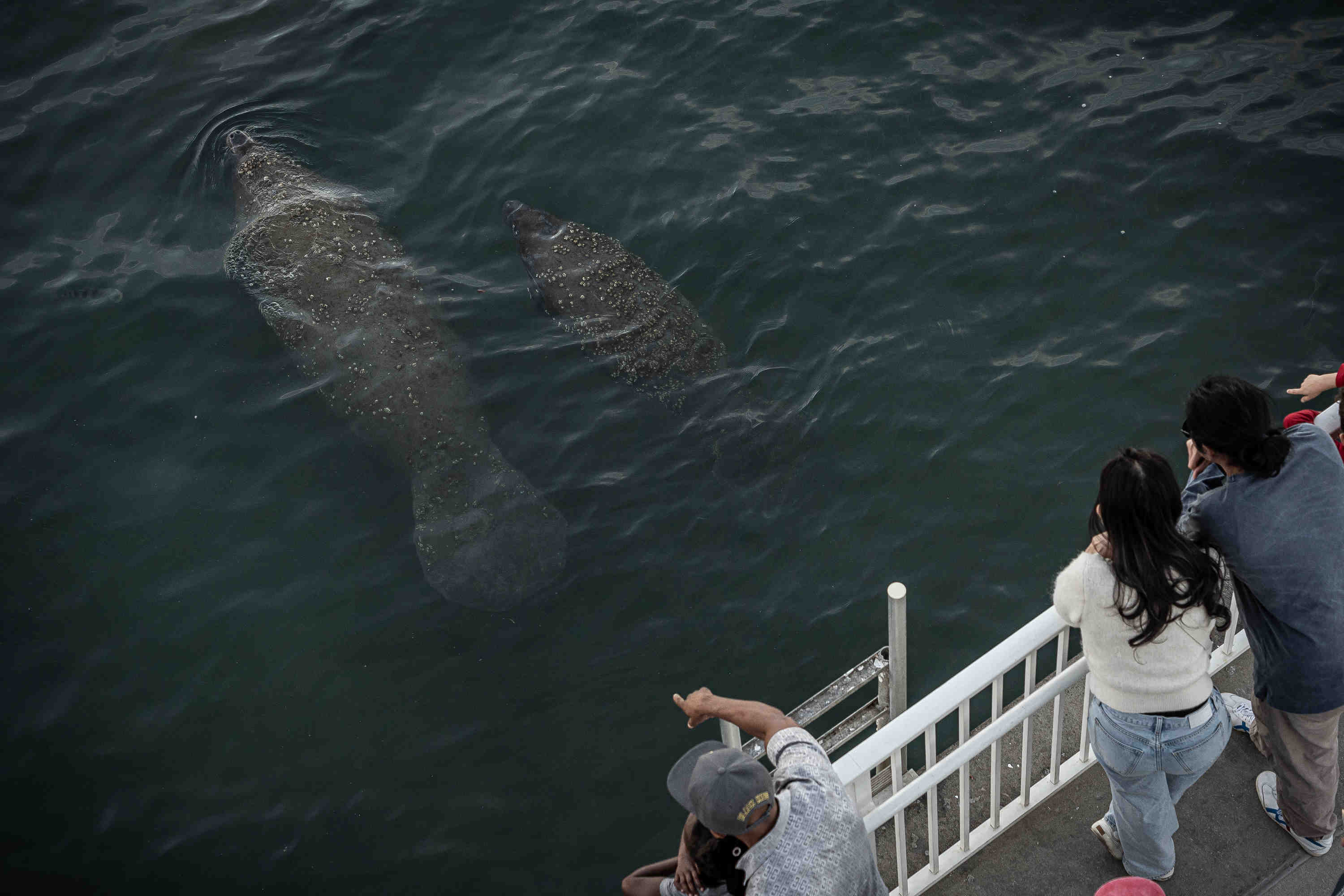 Live cam: Florida manatees huddle at West Palm FPL plant to stay warm ...