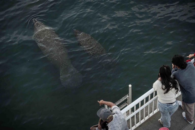 Live cam: Florida manatees huddle at West Palm FPL plant to stay warm ...