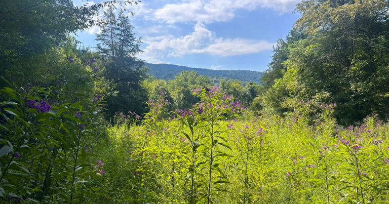 Don't try this one hike in Alabama if you're afraid of heights