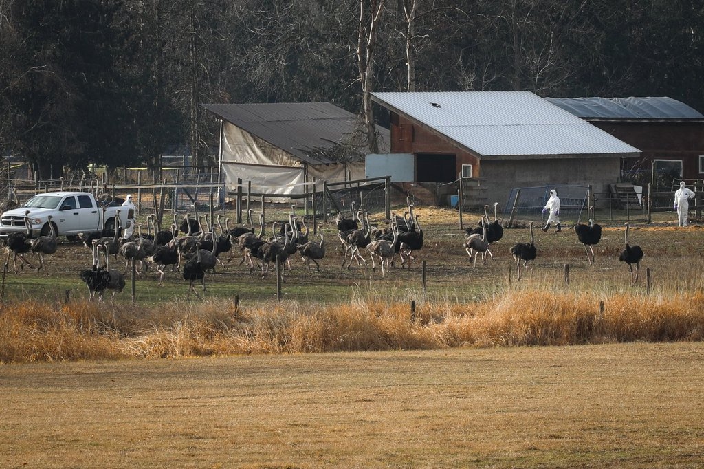 Tribunal upholds $10,000 fine against BC ostrich farm