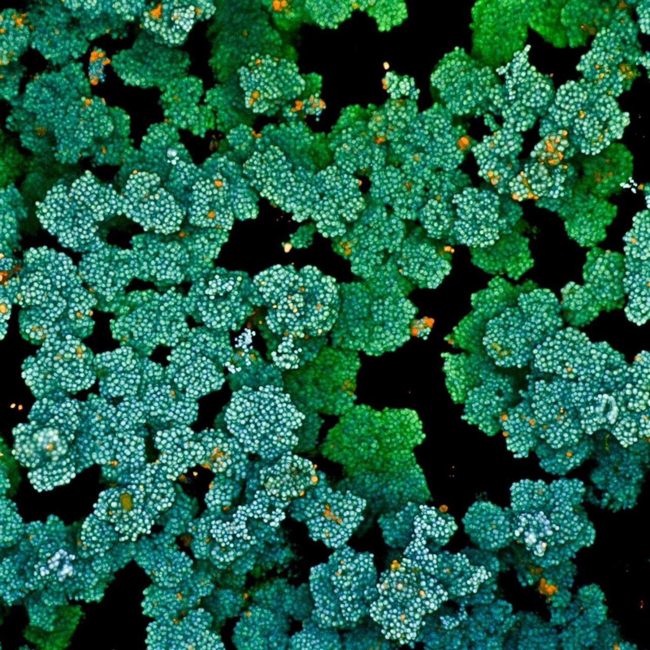 Neutralizing extracellular electron transport disarms antibiotic ...