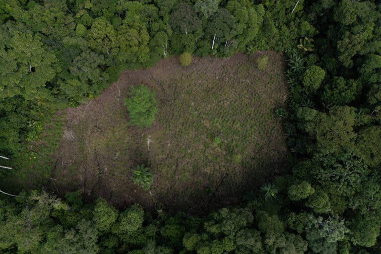 Colombia poised for another drop in deforestation in 2025, data show