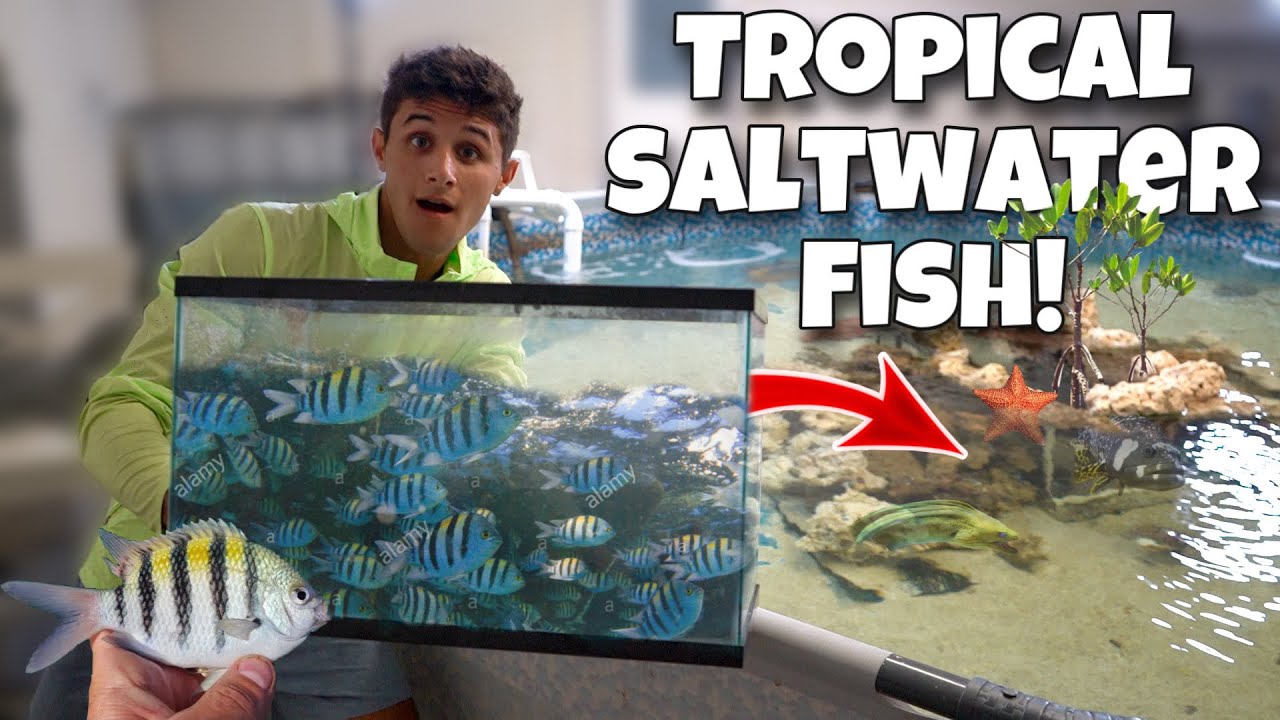 Catching tons of colorful fish for my saltwater pond!