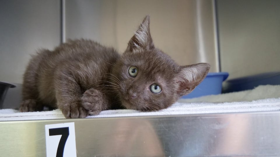 Pet Alliance Orlando adds kennels for new shelter