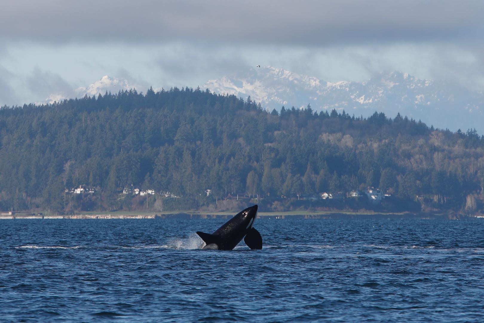 Orca whales put on a show with breaches and tail slapping off Seattle