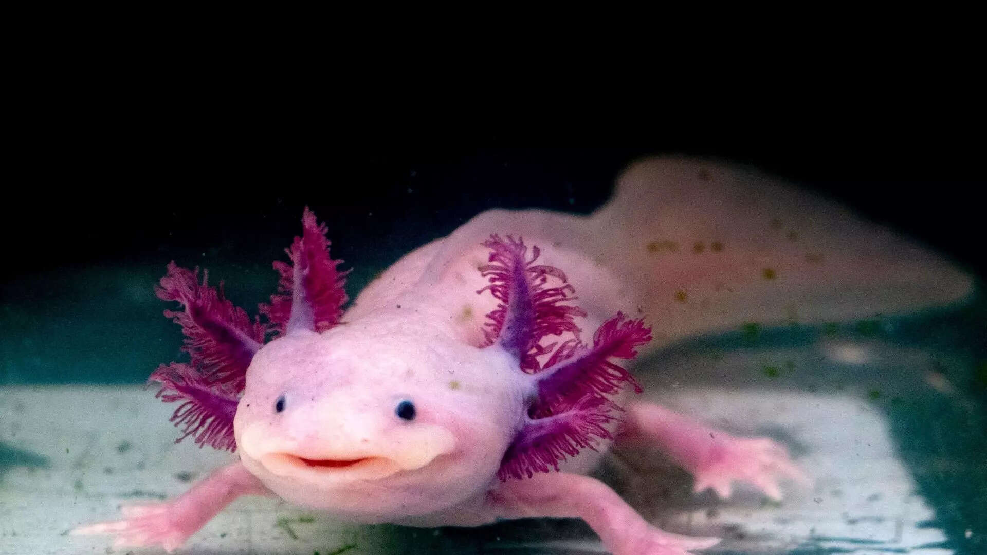 Nature’s regenerators: 5 animals that can grow back lost body parts