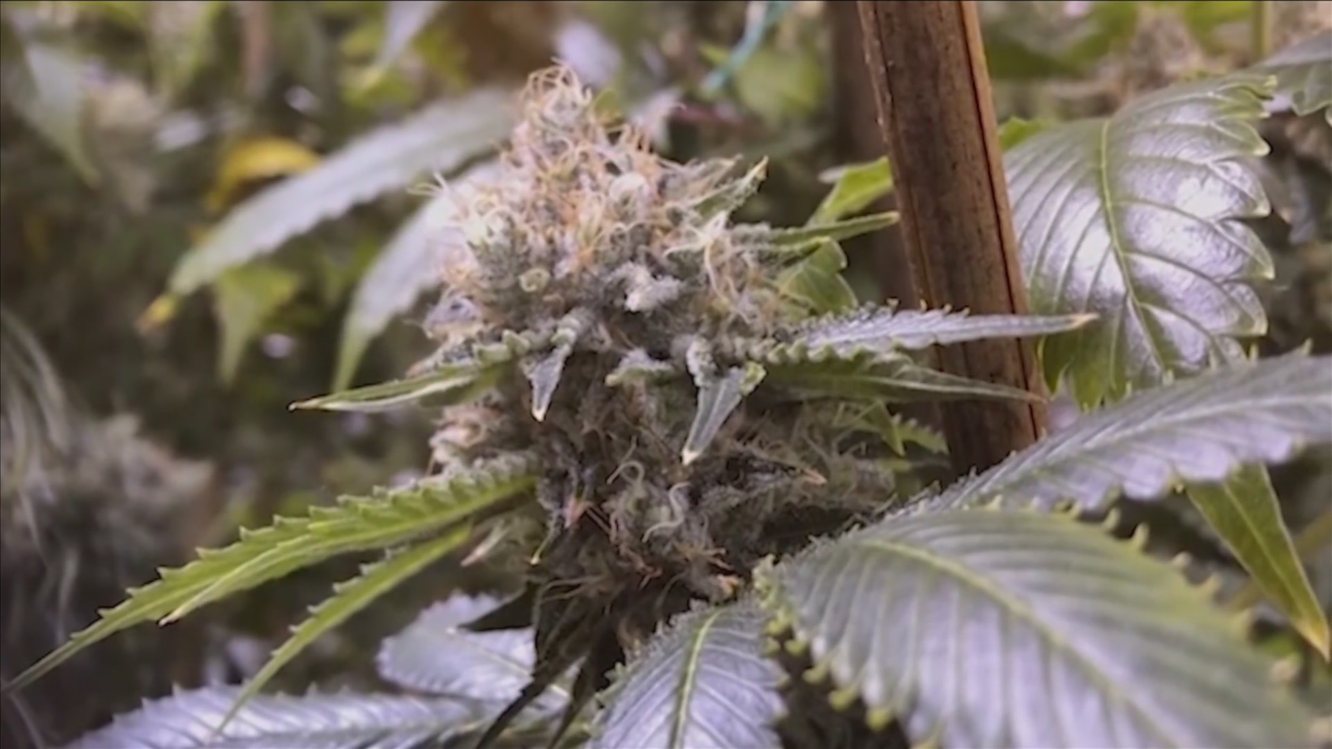 Lawmakers seek to slow hemp regulations
