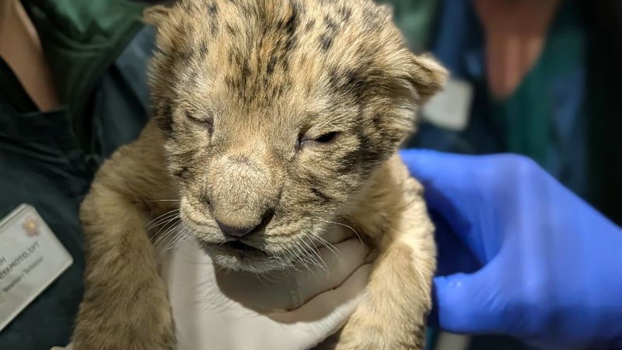 Seattle's Woodland Park Zoo celebrates birth of 2 African lions