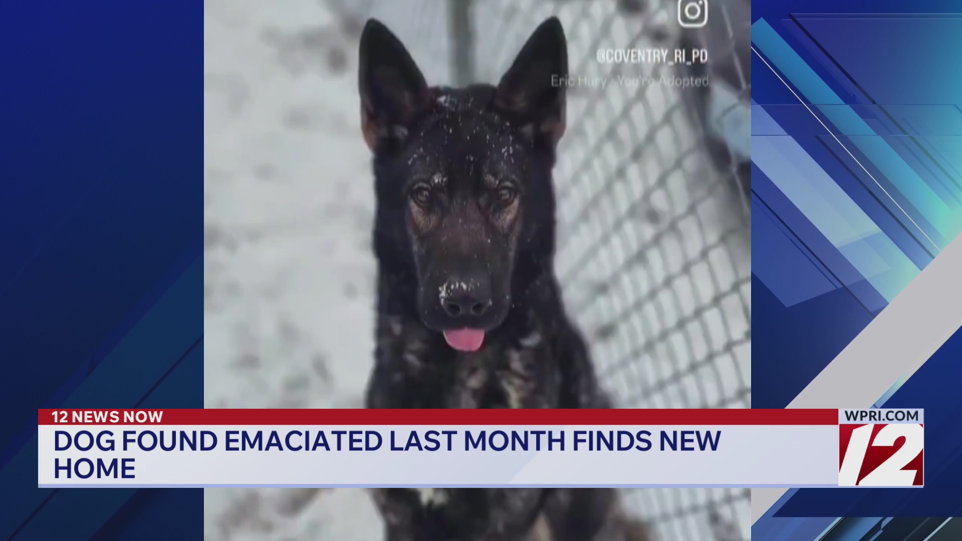 Emaciated dog found in Coventry gets adopted