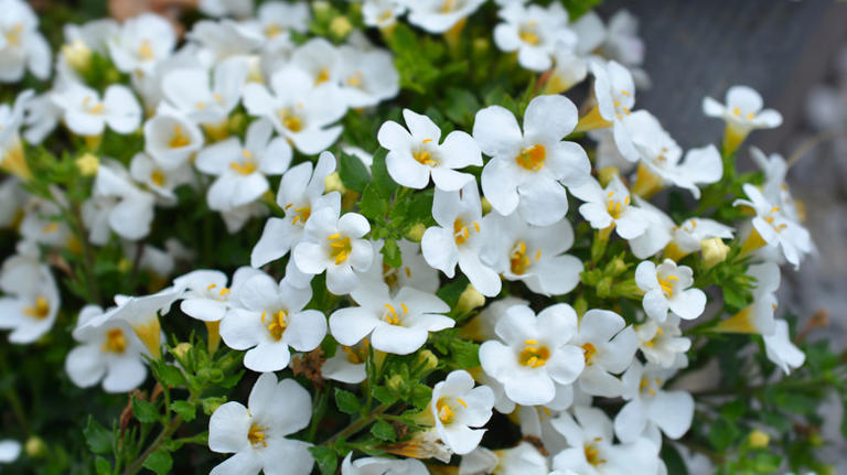 Nintendo once created a real Pikmin flower you could grow at home