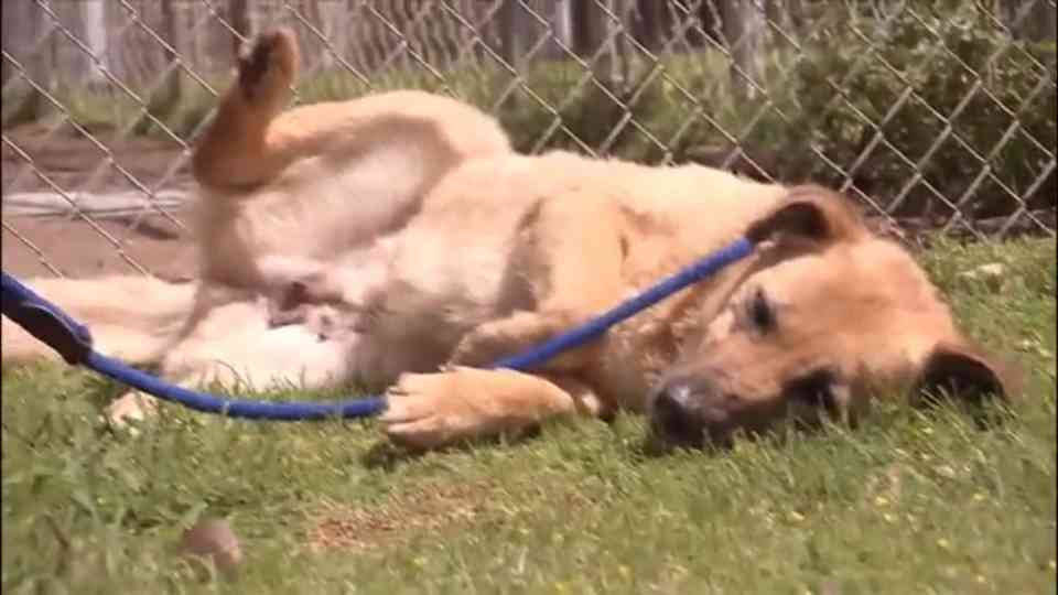 Calm dog training: Unlock your dog's trust & relaxation | Dog Whisperer ...