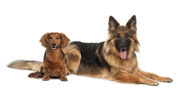 Mini dachshund picks fight with German shepherd sibling and immediately ...