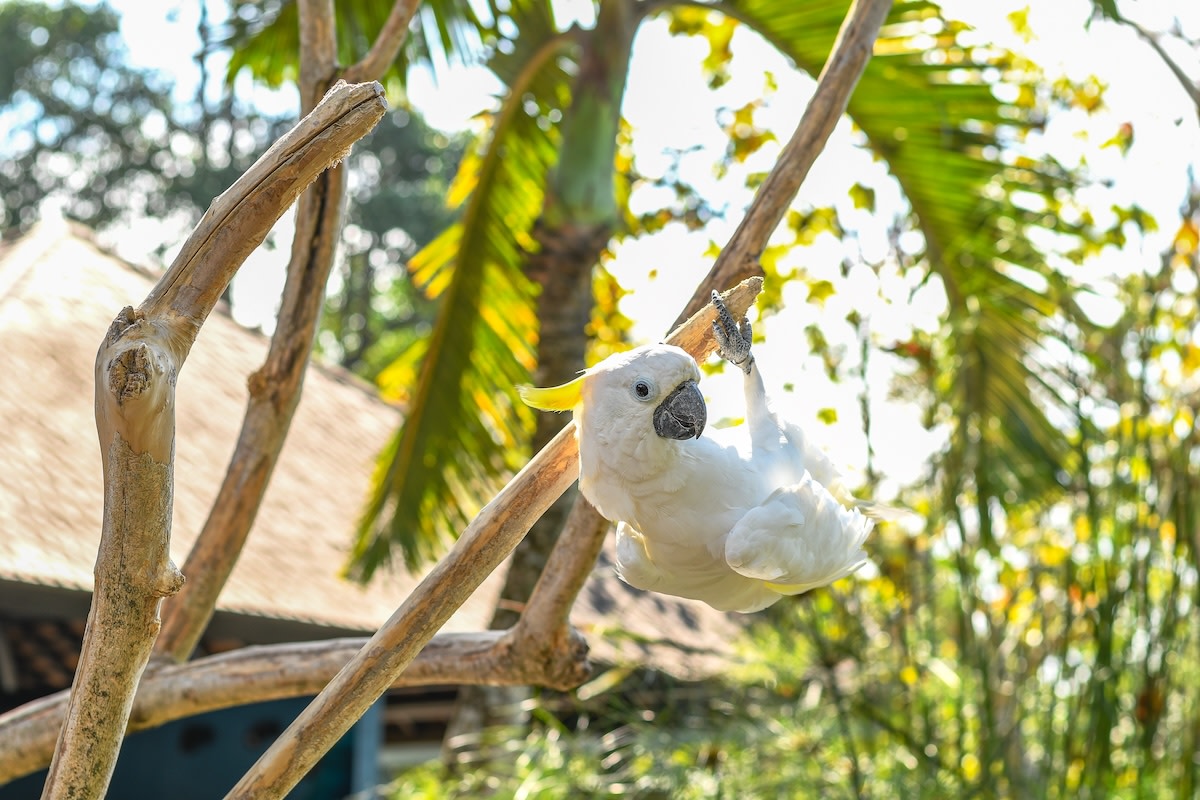 Cockatoo seeing his 'best friend' come downstairs will make anyone's day