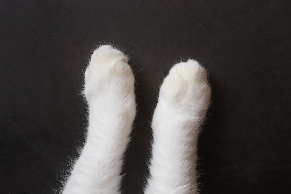 Huge white cat with a split nose looks exactly like Wilford Brimley