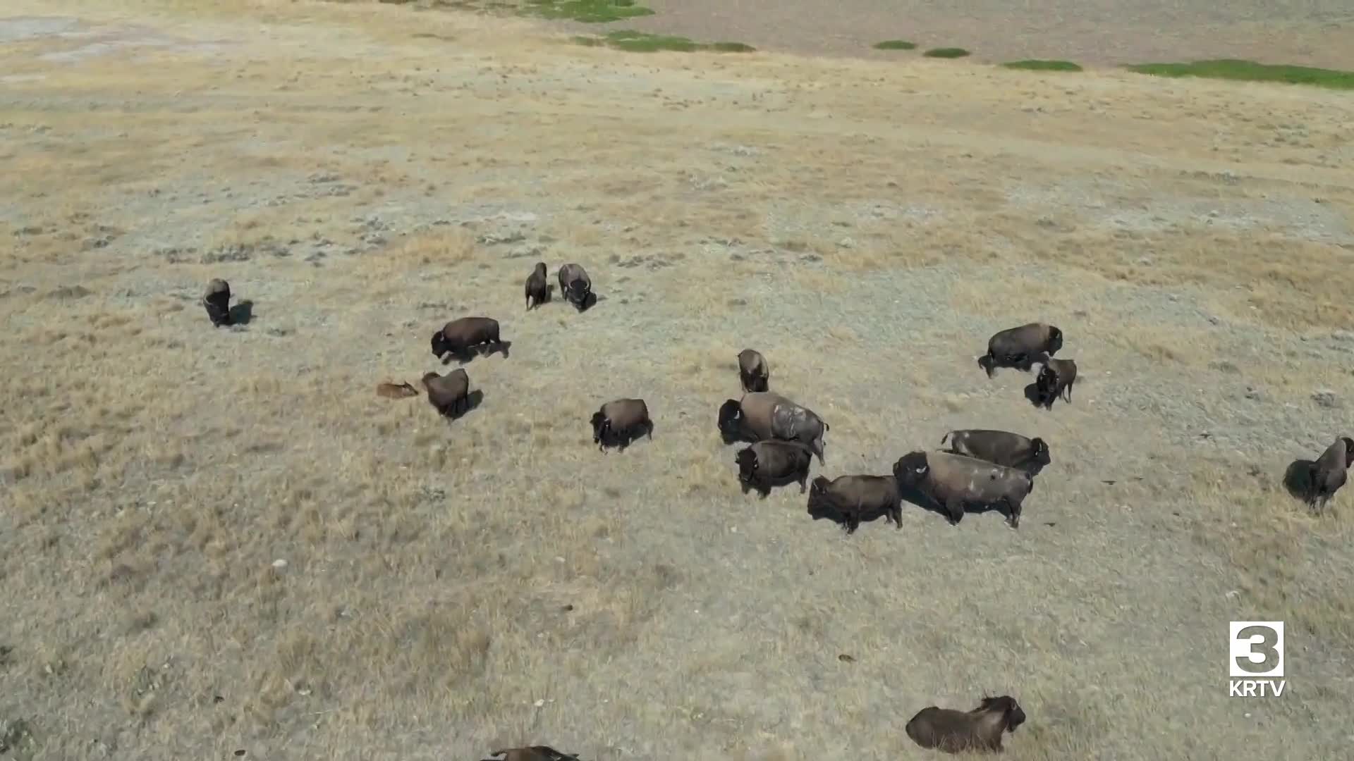 Mixed reaction to BLM decision to cancel American Prairie Reserve bison ...