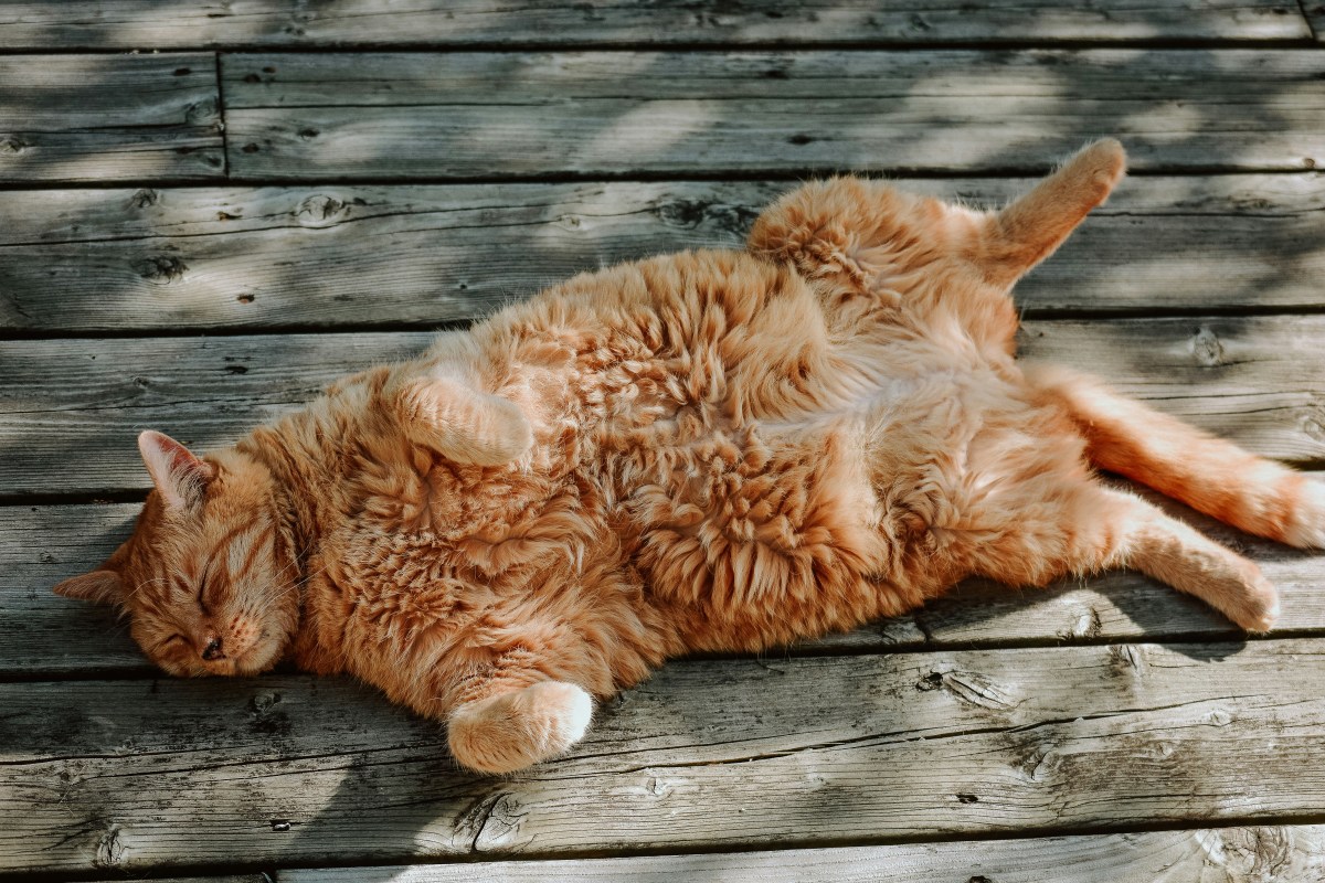 Orange cat is 'blissed out on kisses' and it's so cute, we can't take it